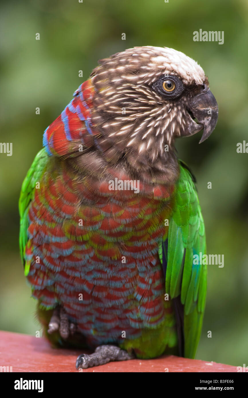 Red Fan Parrot - Graeme Hall Nature Reserve, Barbados Stock Photo - Alamy
