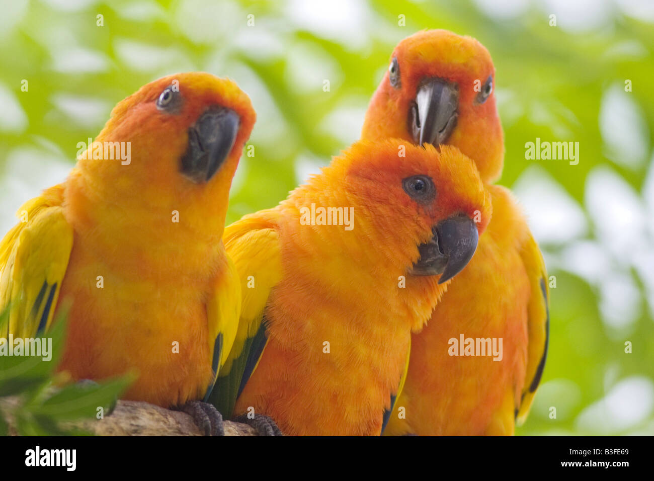 Barbados wildlife hi-res stock photography and images - Alamy