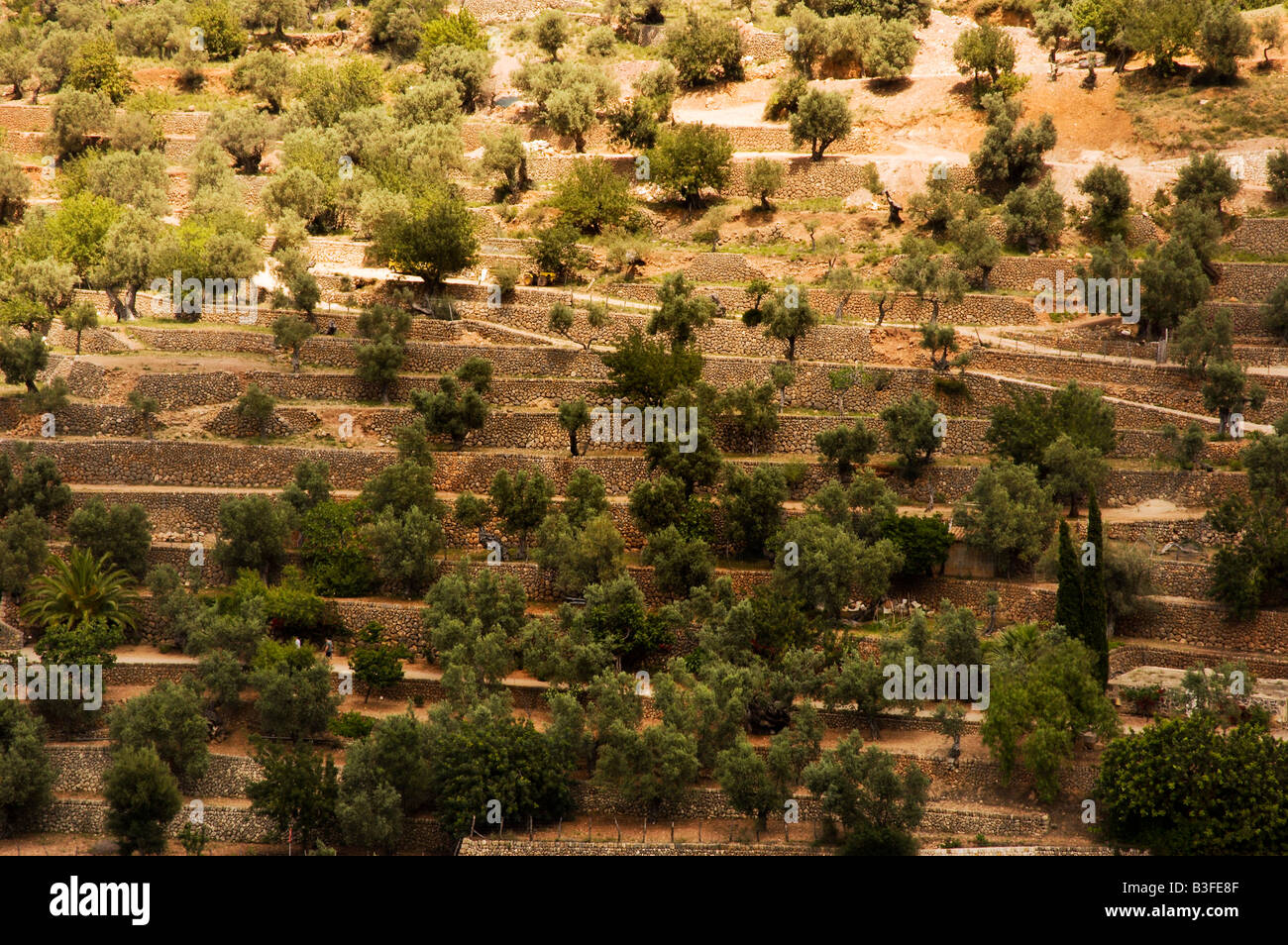 Terraces olive trees hi-res stock photography and images - Alamy