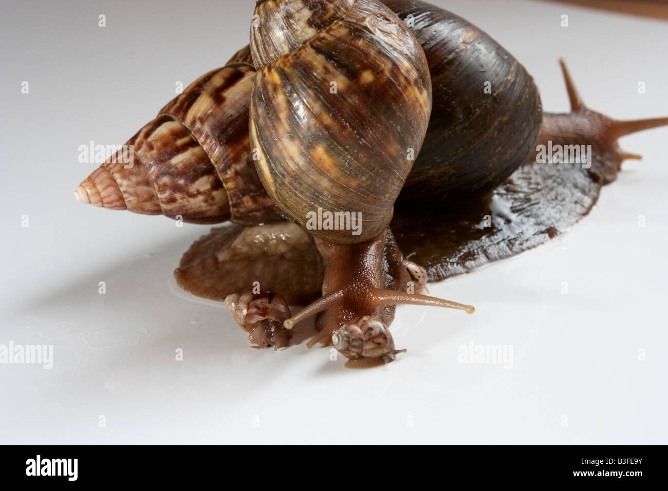 african land snails,snails Stock Photo - Alamy