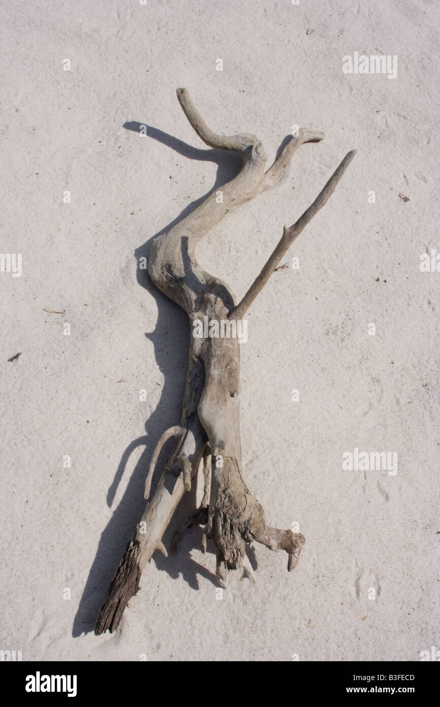 Drift wood in the sand hi-res stock photography and images - Alamy