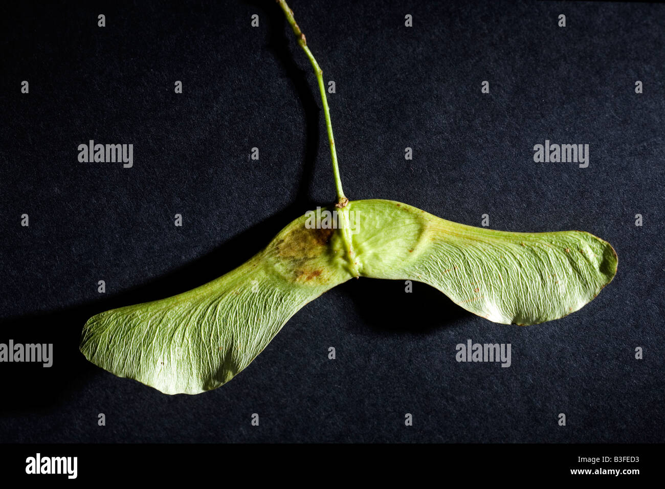 Maple Seeds against a black background Stock Photo - Alamy