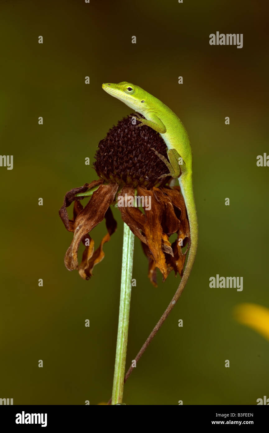 Black eyed anole hi-res stock photography and images - Alamy