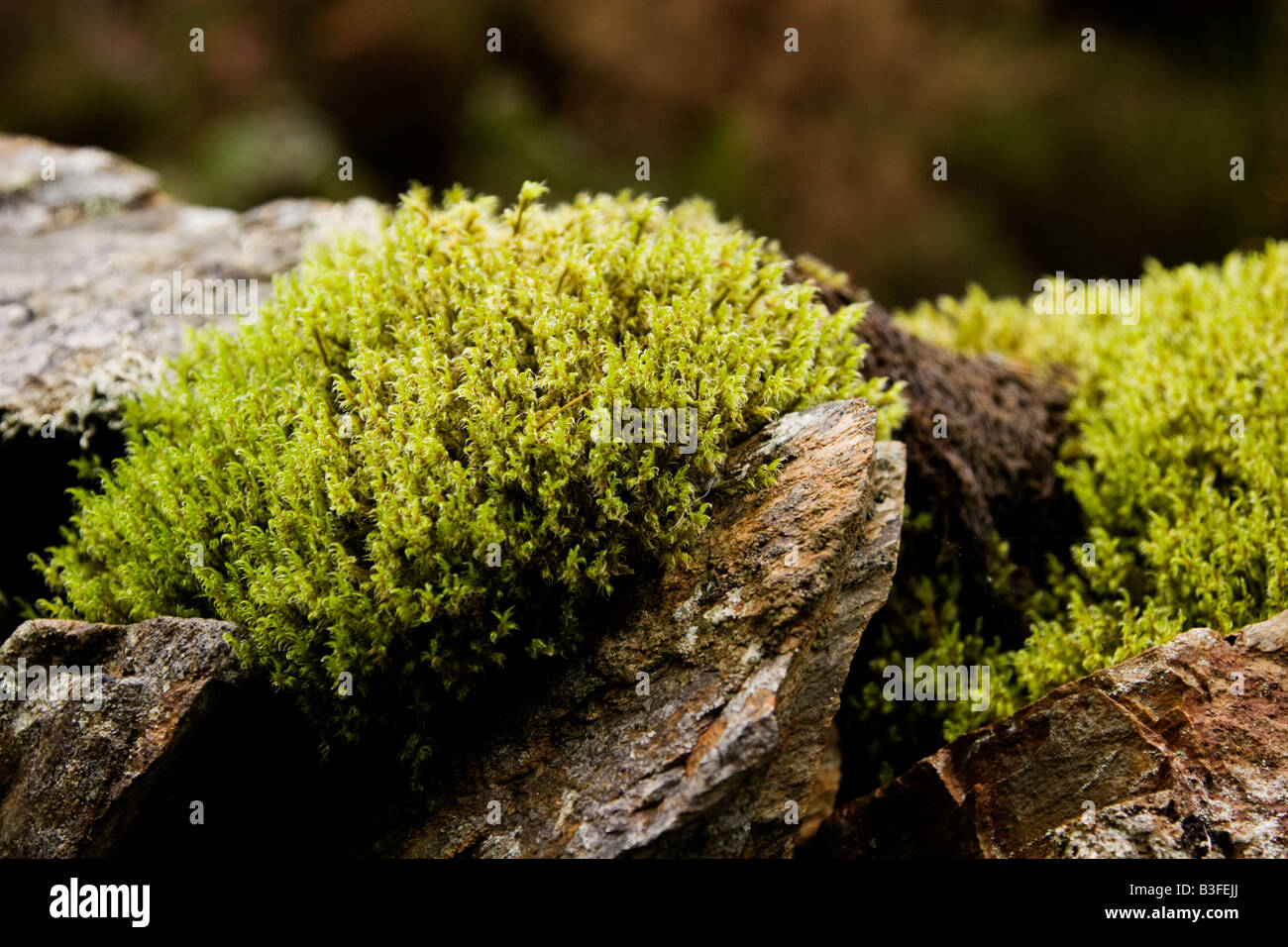 Moss covered stone hi-res stock photography and images - Alamy