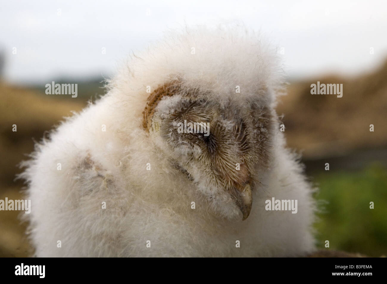 Barn owl fluff hi-res stock photography and images - Alamy