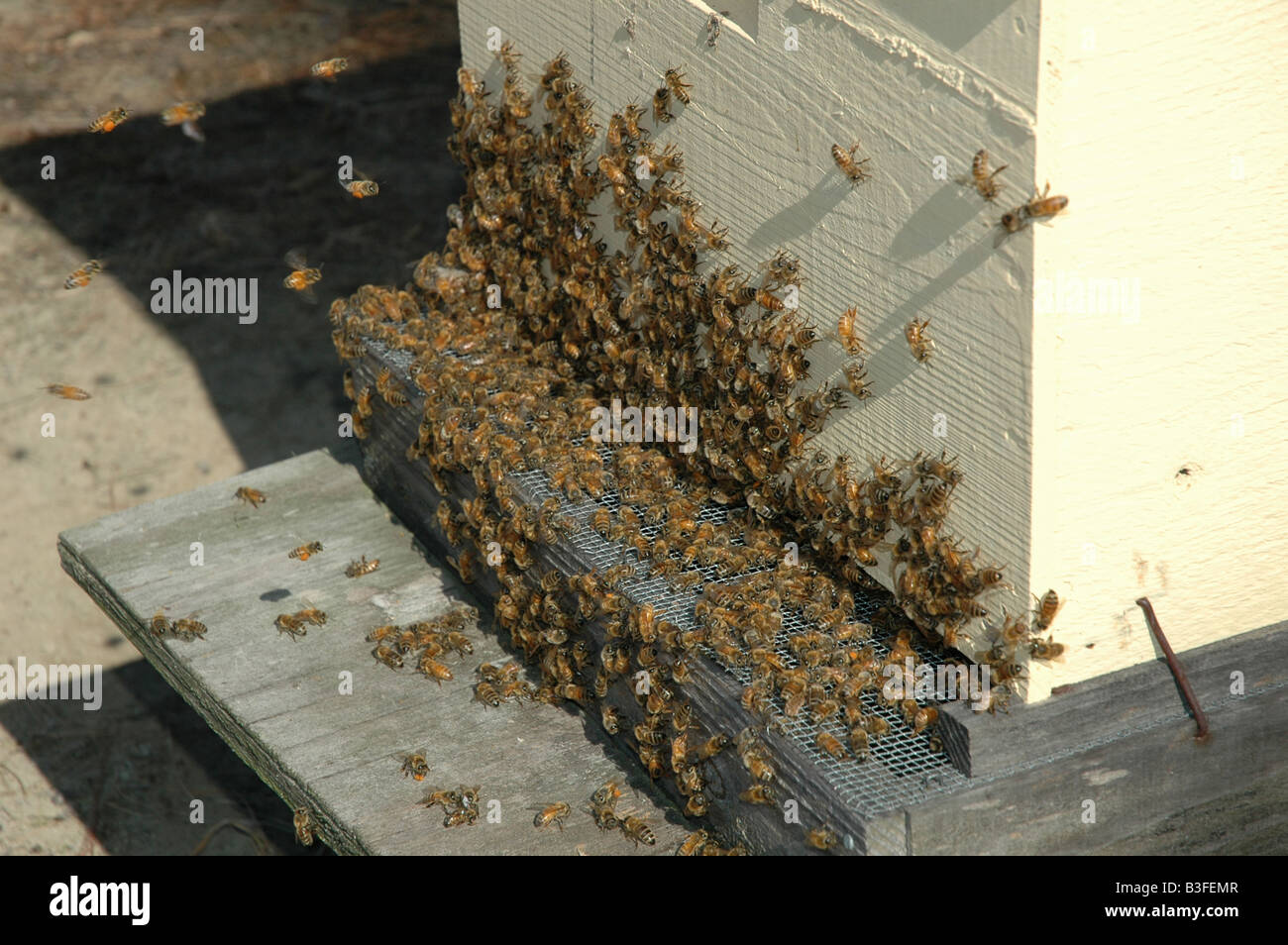 Bees at front of Beehive Stock Photo - Alamy