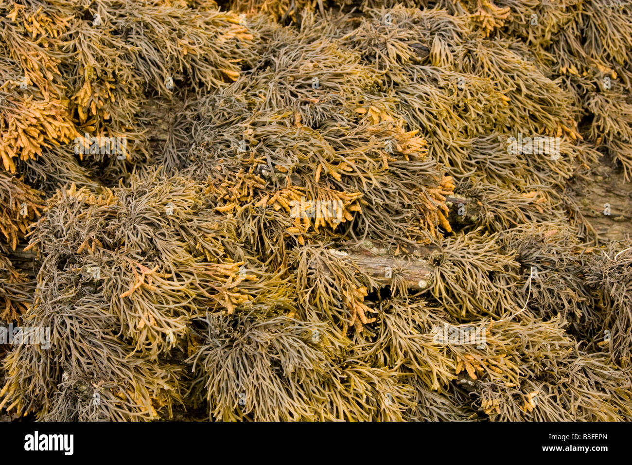 Seaweed clump hi-res stock photography and images - Alamy