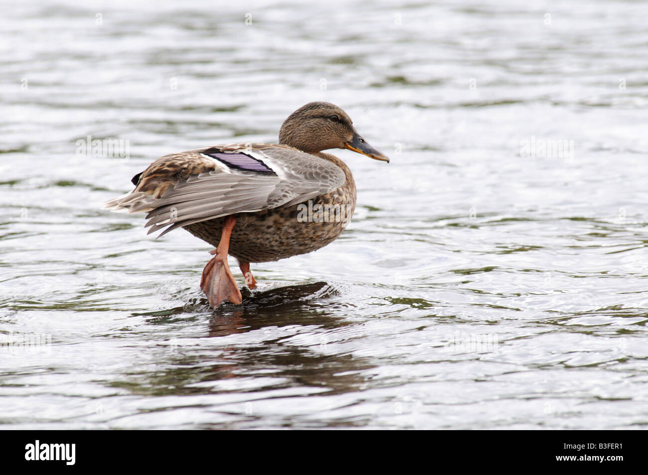 Duck stand on the water Stock Photo - Alamy