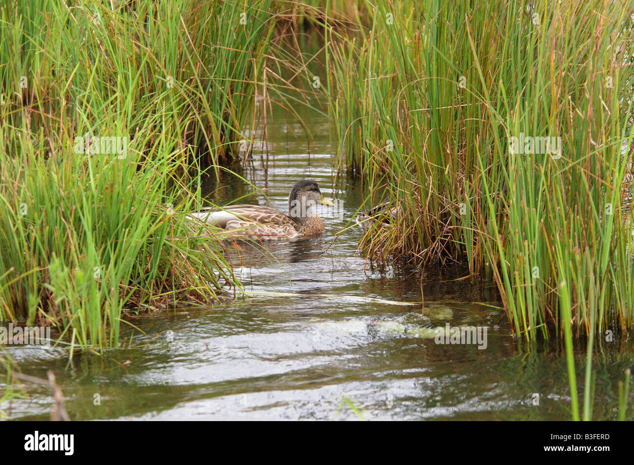 Duck swim in the water Stock Photo - Alamy