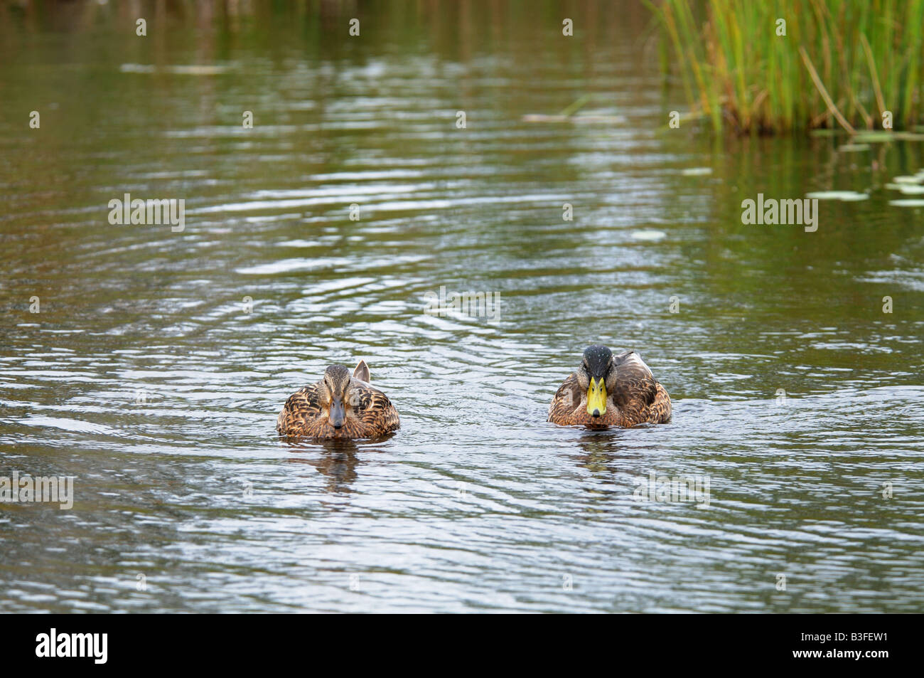 Duck swim in the water Stock Photo - Alamy