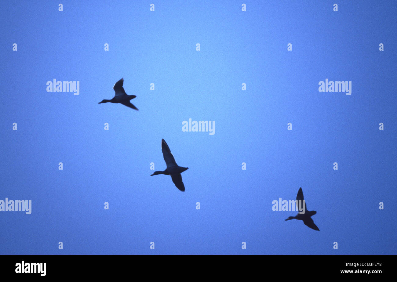 3 flying ducks hi-res stock photography and images - Alamy