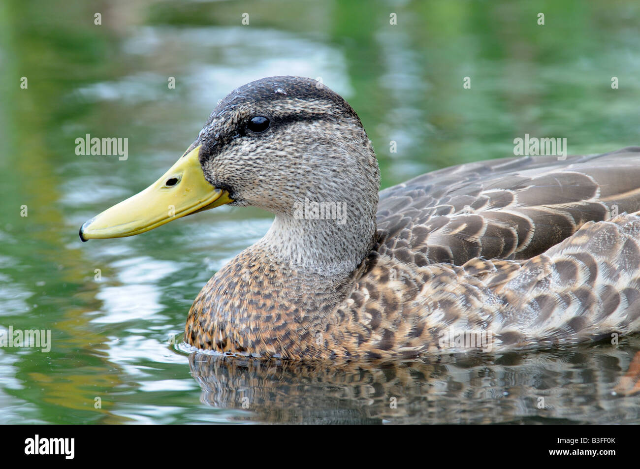 Duck swim on the water Stock Photo - Alamy