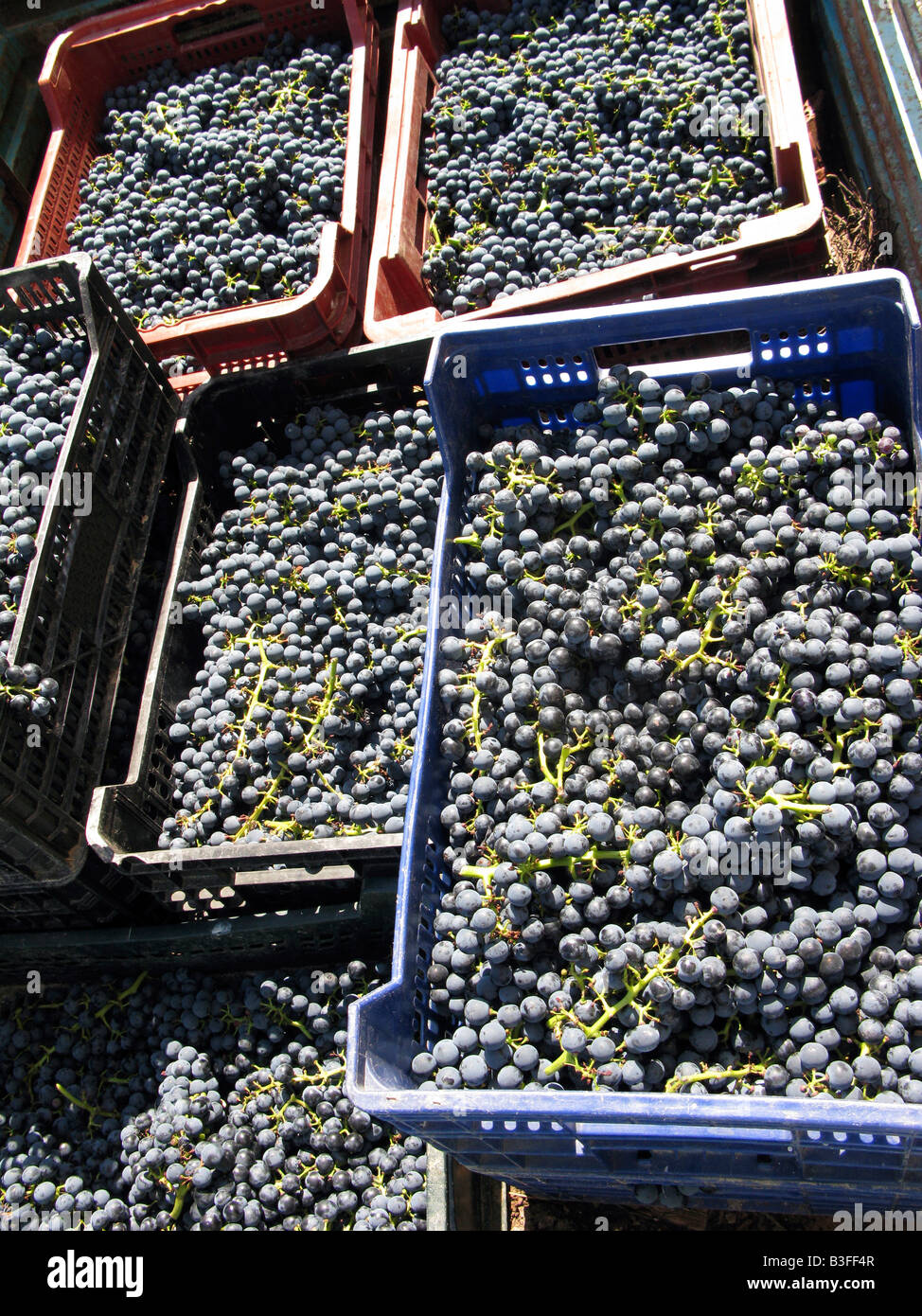 grapes harvest full boxes Stock Photo - Alamy