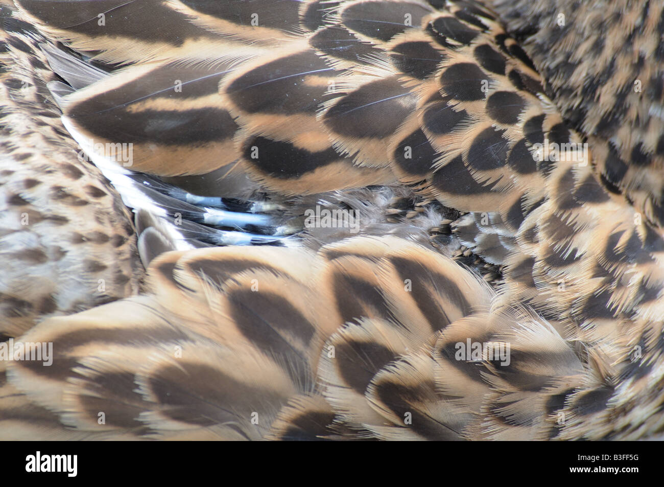 Pattern on a duck feather Stock Photo - Alamy