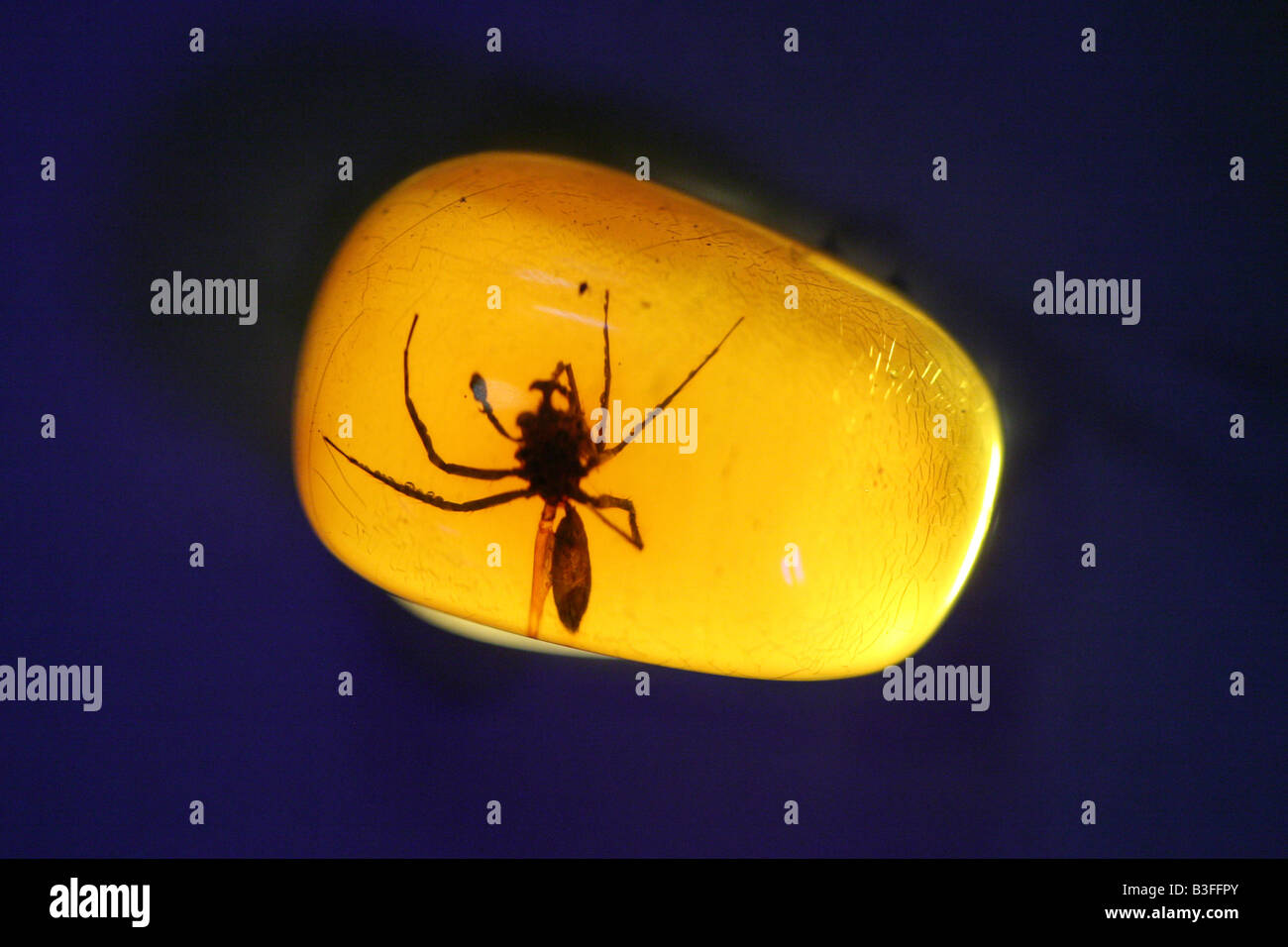 Dominican amber with insects in the museum Mundo del Ambar in Santo ...