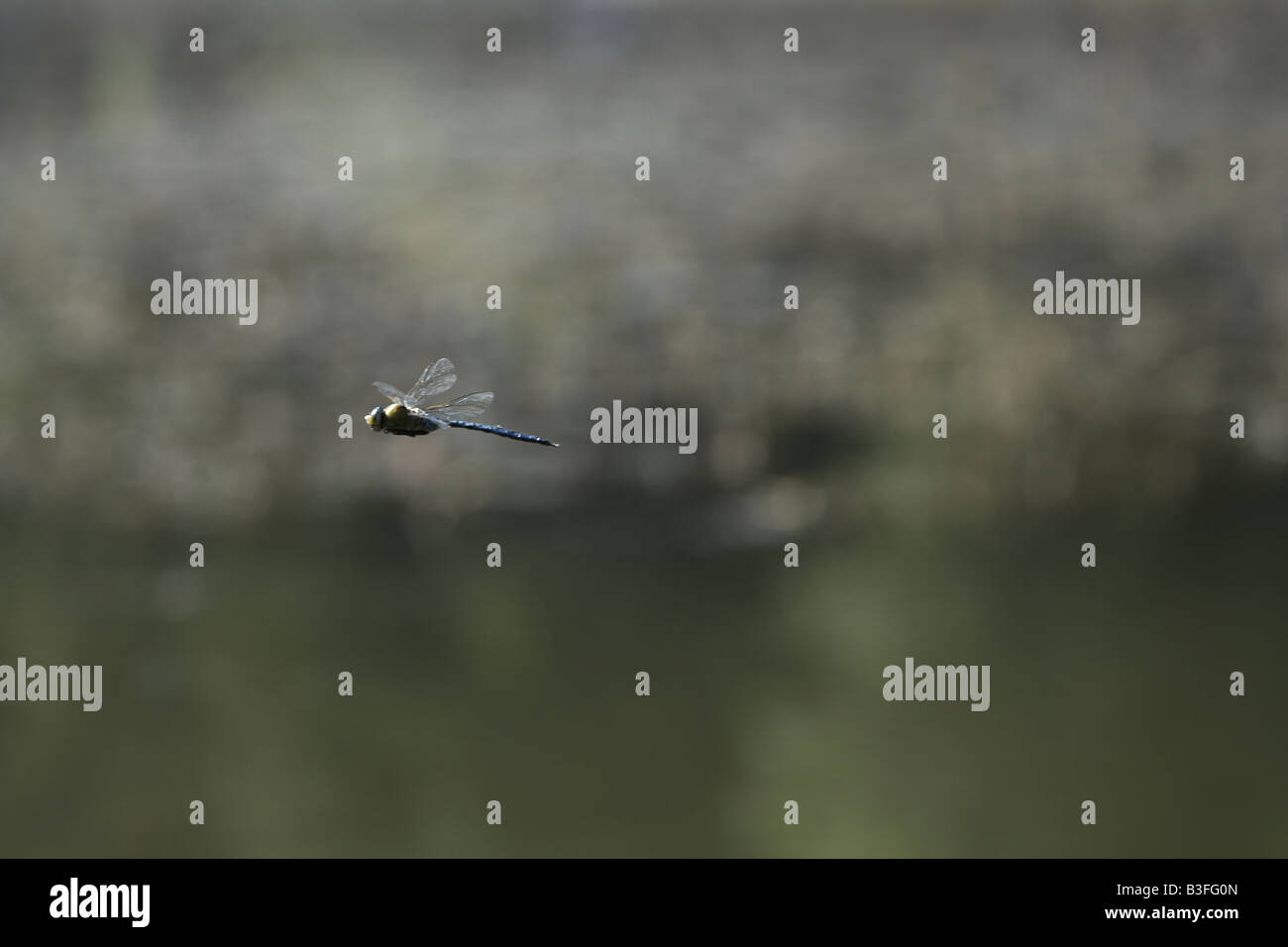 Dragonfly in flight Stock Photo - Alamy