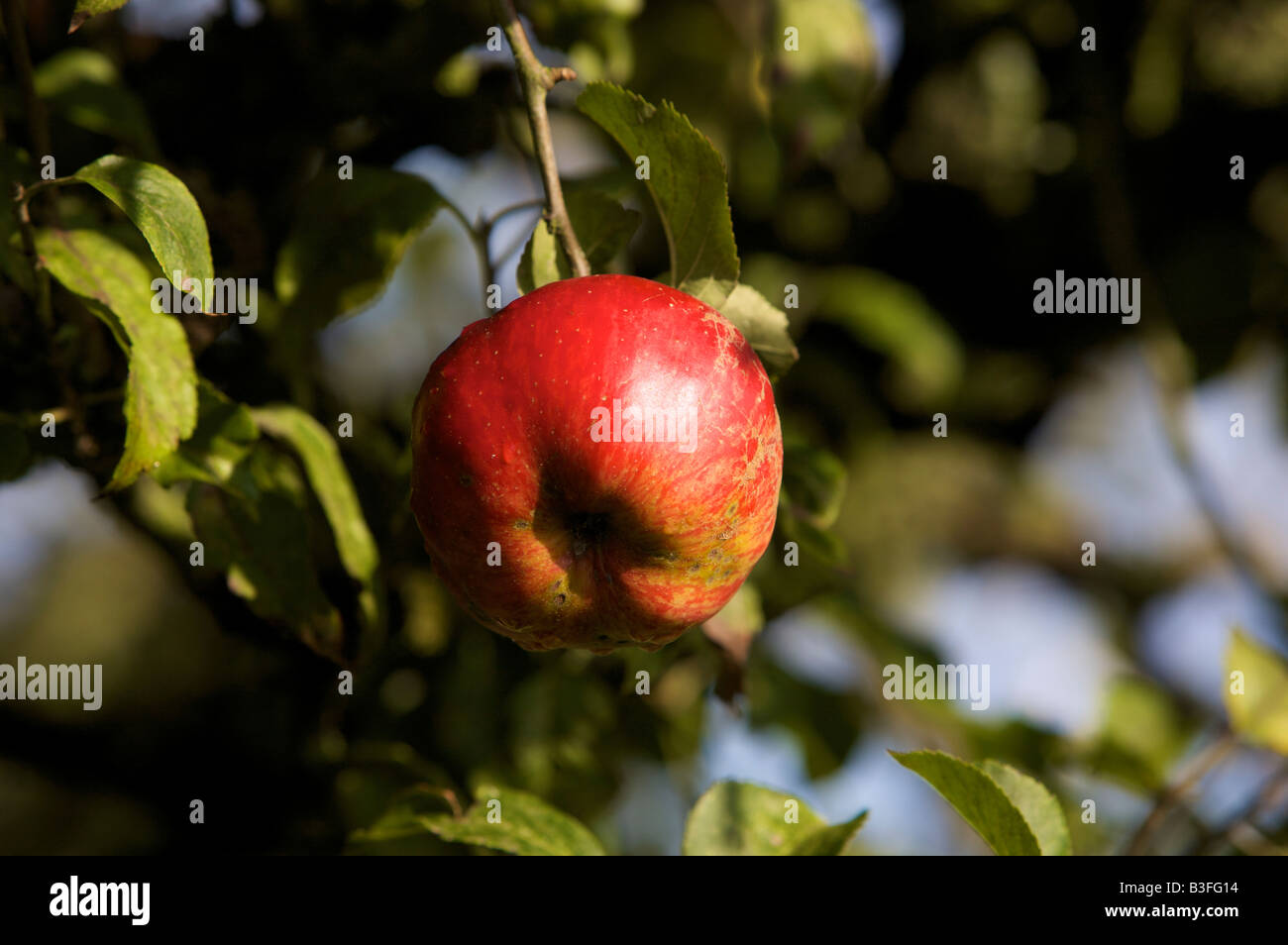 Ripe Apple on the bough Stock Photo - Alamy
