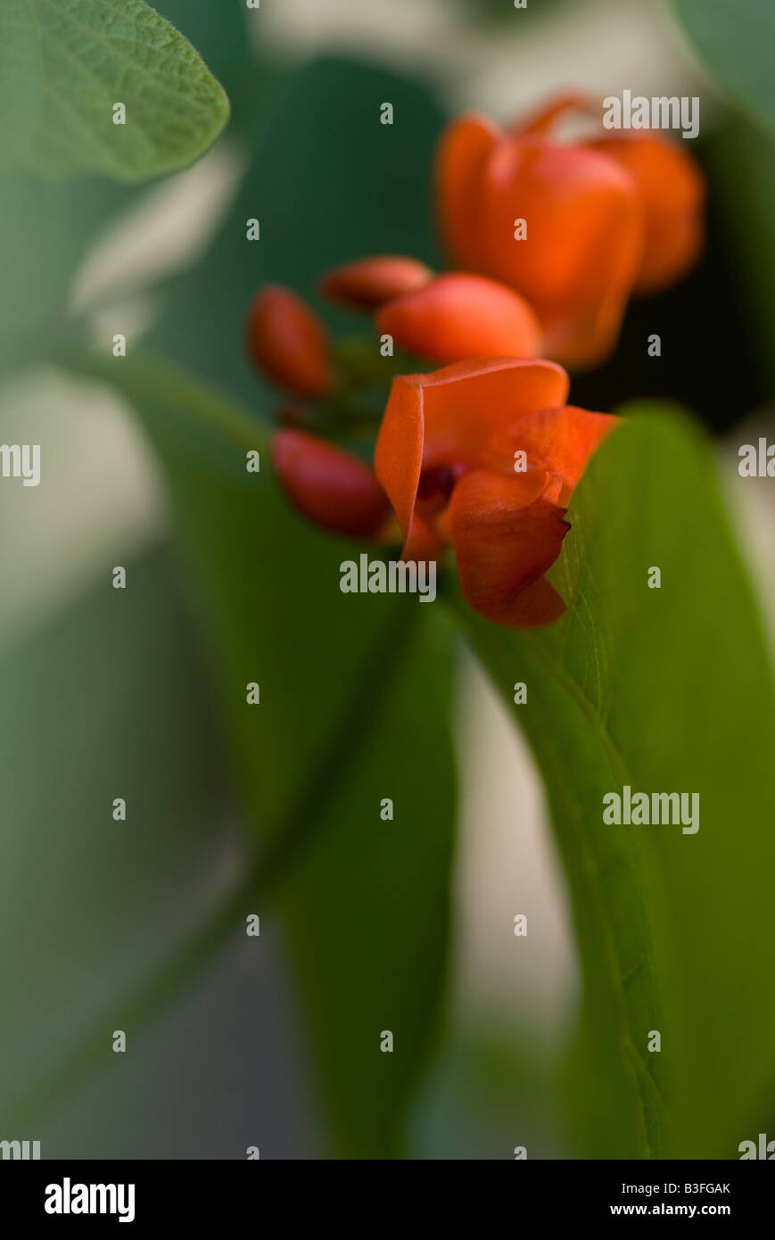 decoration bean garden Stock Photo - Alamy