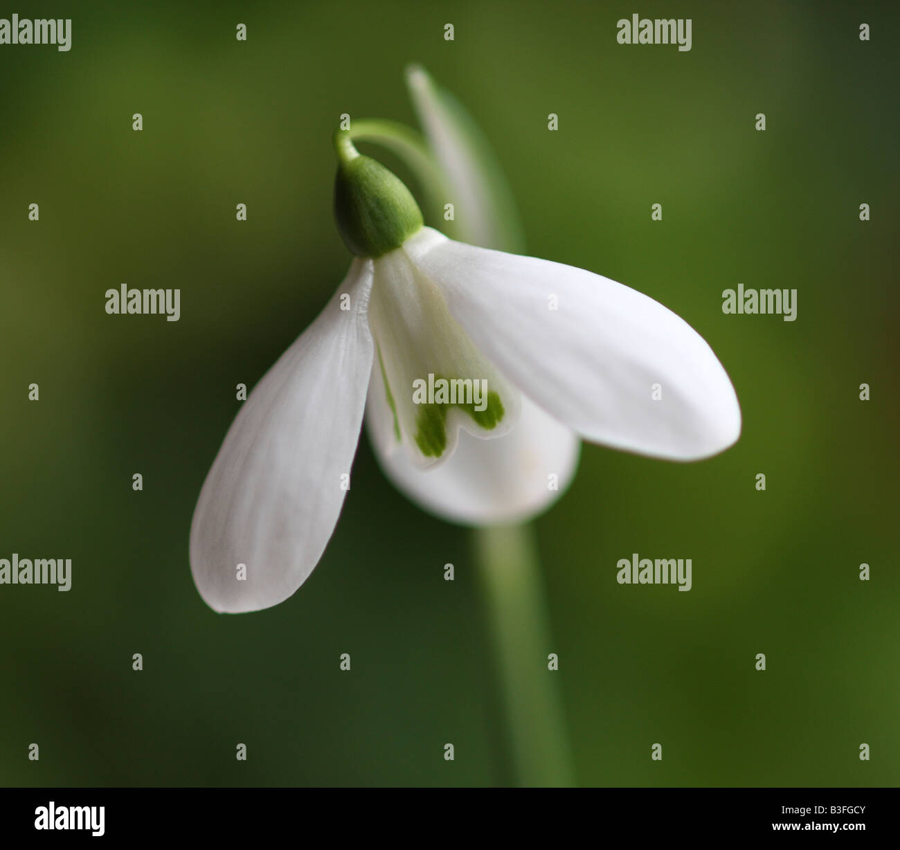 Snowdrop bulb plant hi-res stock photography and images - Alamy