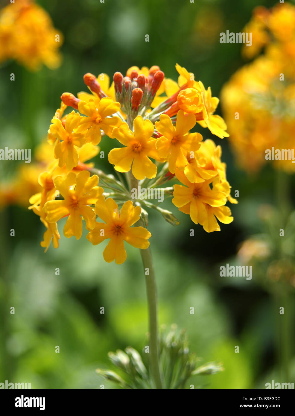 Candelabra primula hi-res stock photography and images - Alamy