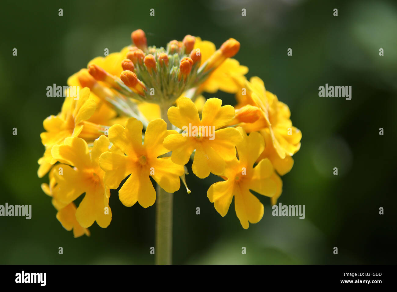 Candelabra primula hi-res stock photography and images - Alamy