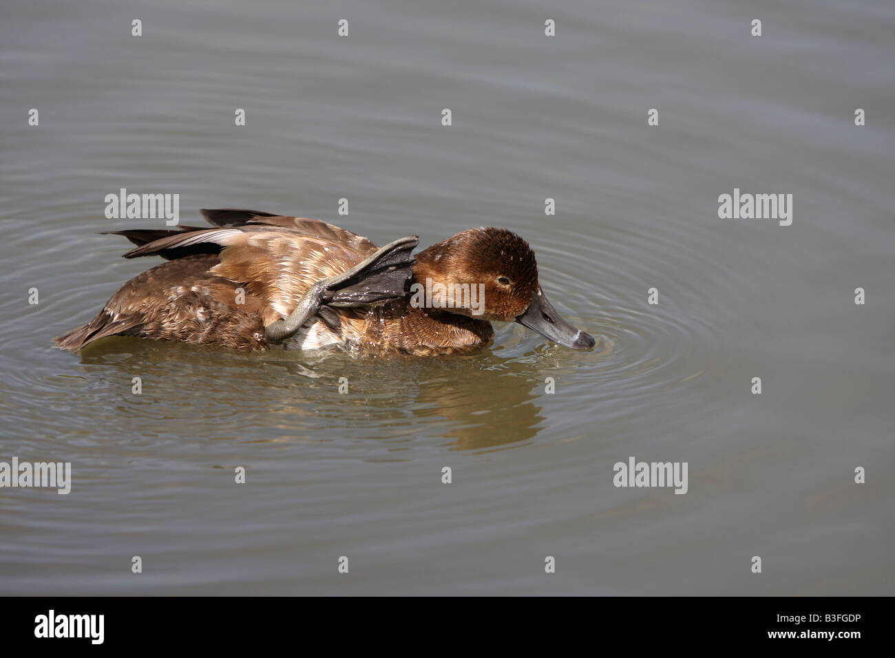 Hardhead or Australian White Eye, Aythya australis Stock Photo - Alamy
