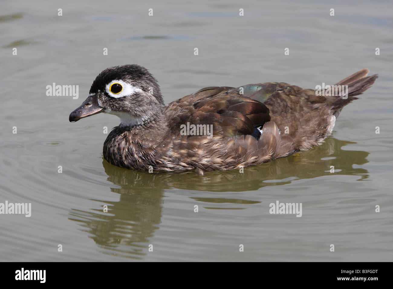 Carolina wood duck, Aix sponsa, female Stock Photo - Alamy