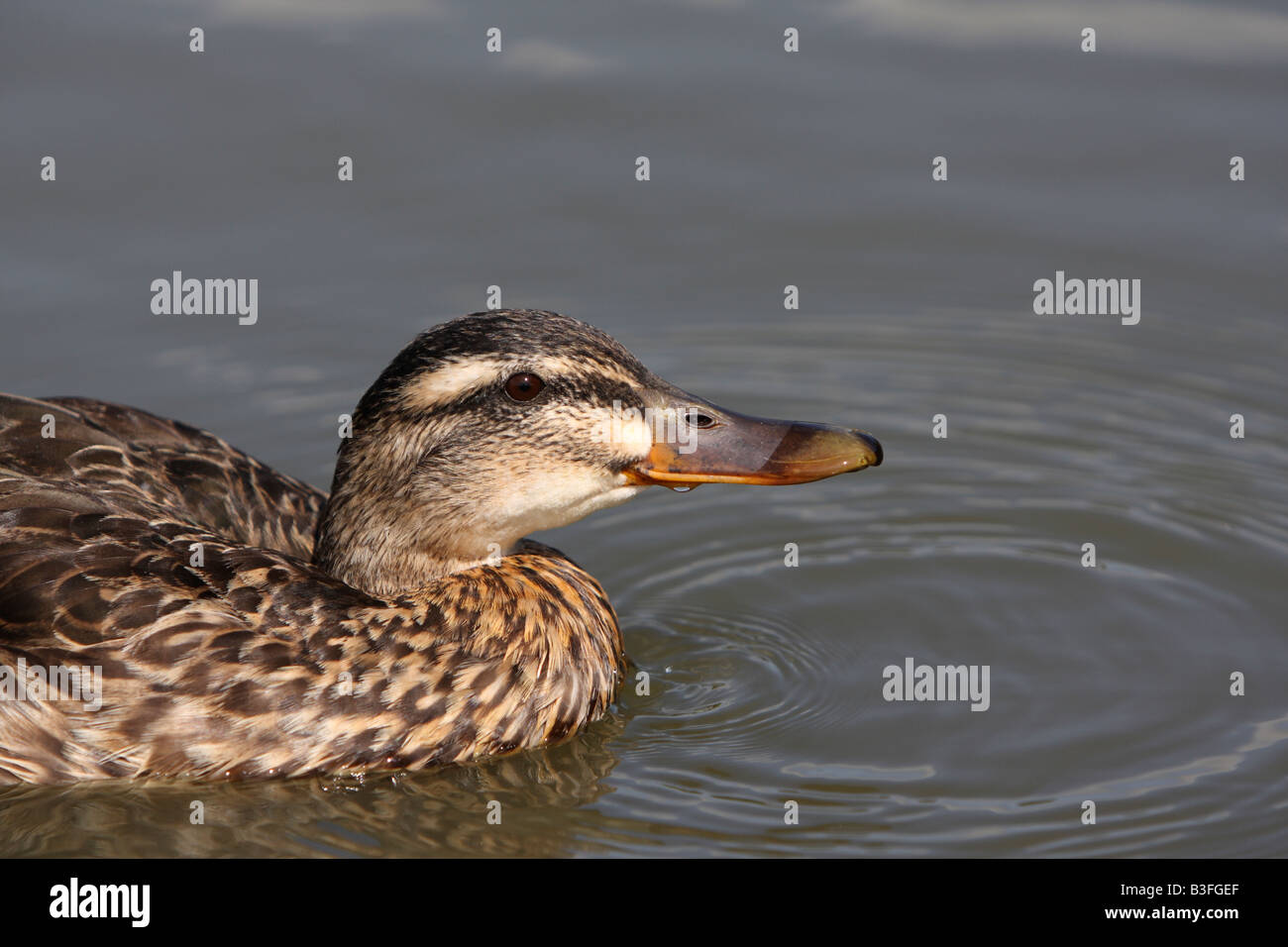 Female mallard duck drinking water Stock Photo - Alamy