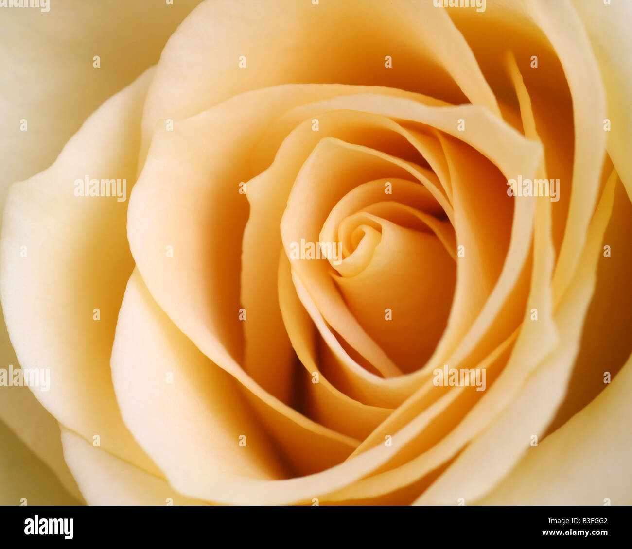 Rosa cream rose hi-res stock photography and images - Alamy