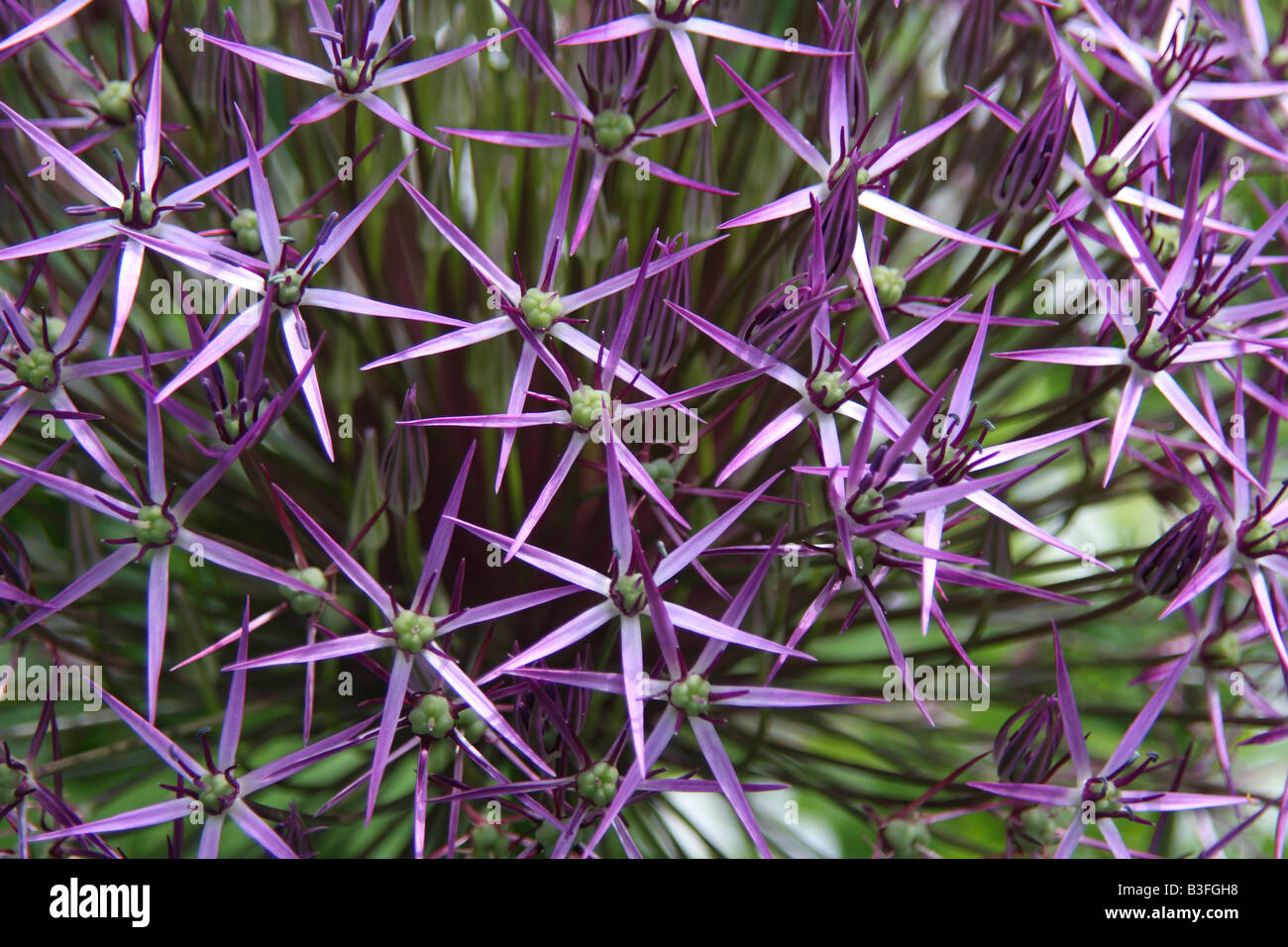Allium Christophii High Resolution Stock Photography and Images - Alamy