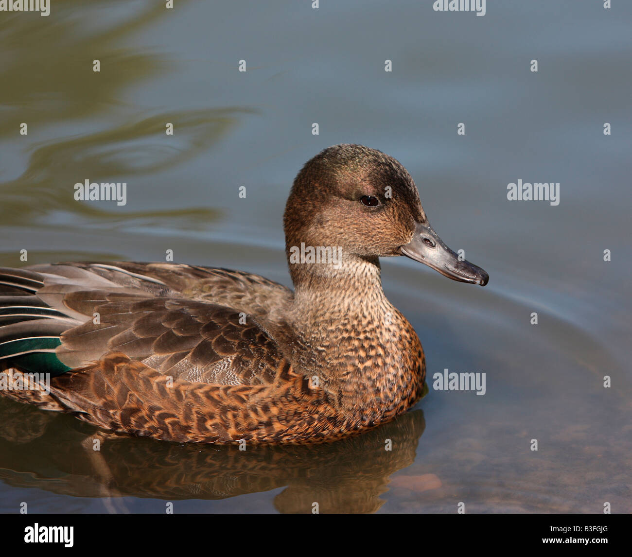 Female teal duck anas hi-res stock photography and images - Alamy