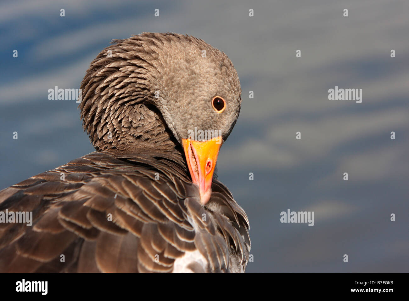 Preening feathers hi-res stock photography and images - Alamy