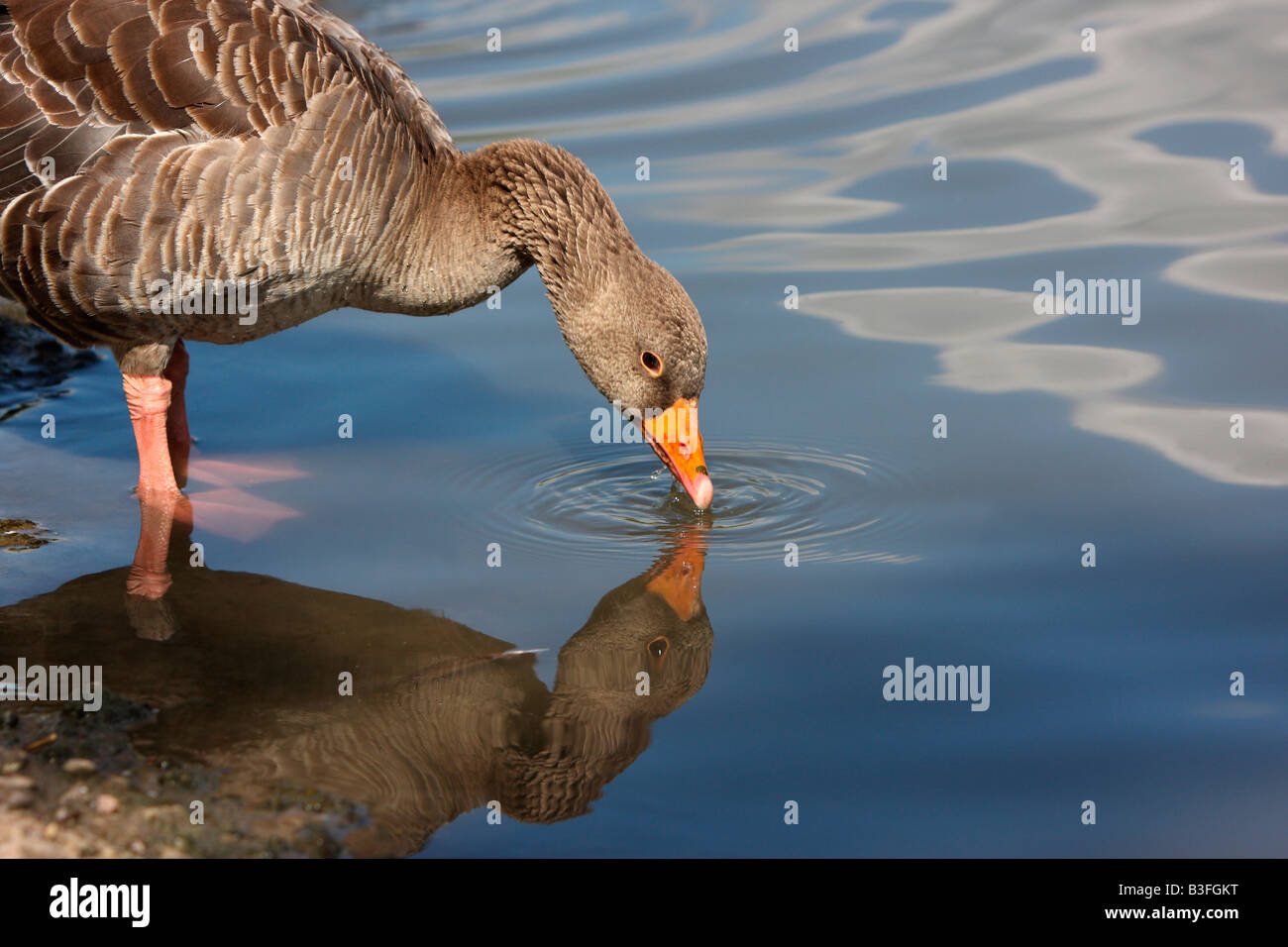 Greylag goose, Anser anser anser, drinking water Stock Photo - Alamy