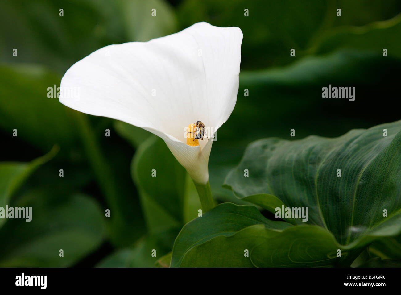 Insect pollination of Zantedeschia aethiopica Crowborough, Arum lily ...