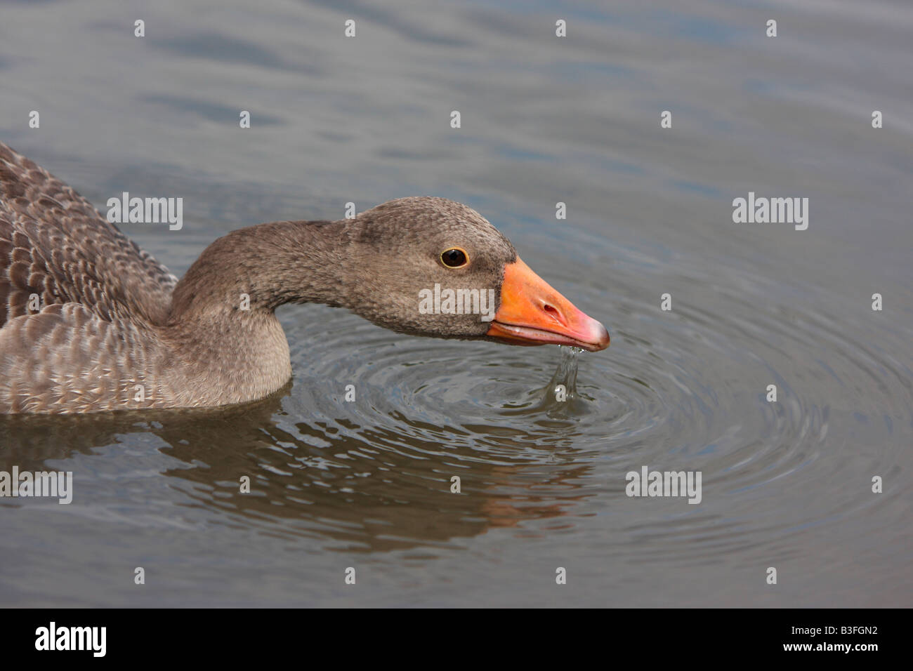 Greylag goose, Anser anser anser, drinking water Stock Photo - Alamy
