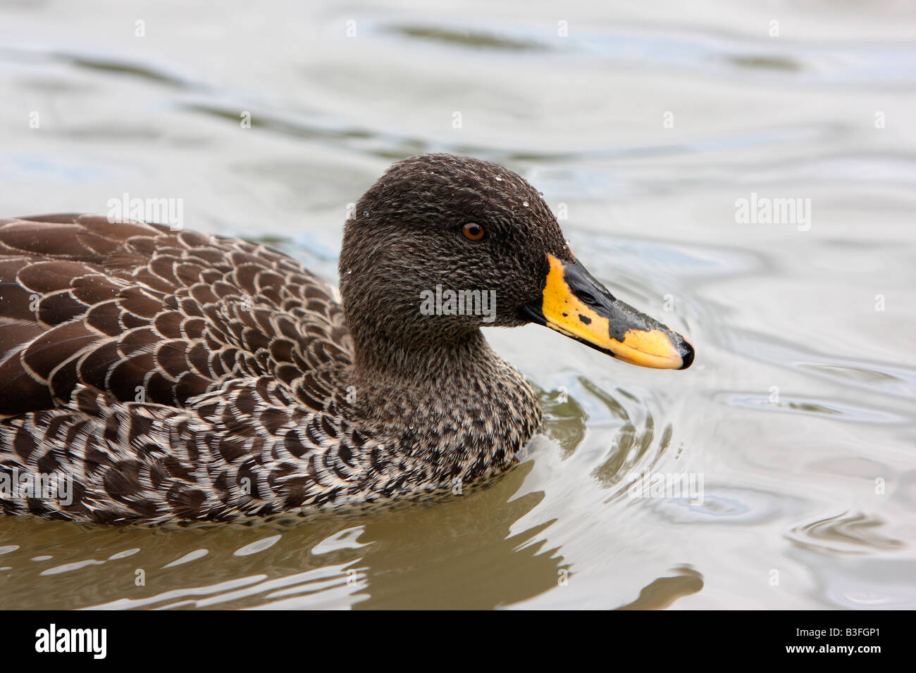 African Yellowbill duck, Anas undulata undulata Stock Photo - Alamy