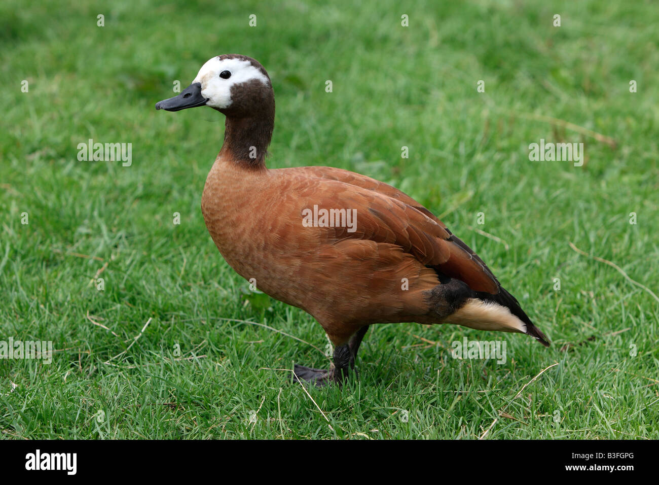 Female South African or Cape Shelduck, Tadorna cana Stock Photo - Alamy