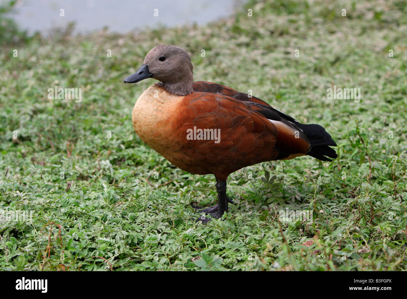 Male South African or Cape Shelduck, Tadorna cana Stock Photo - Alamy