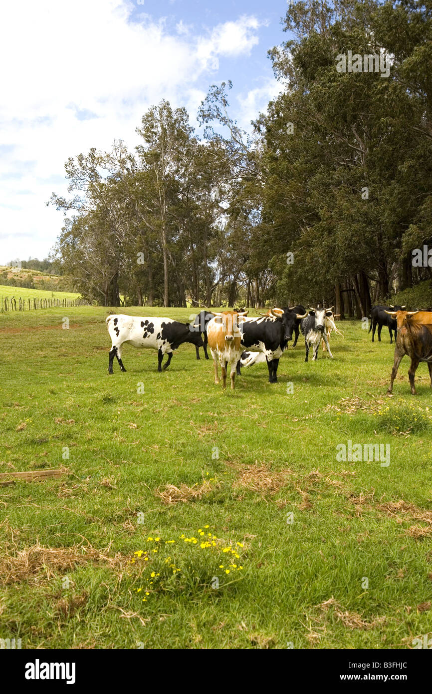 Mexican black cattle hi-res stock photography and images - Alamy