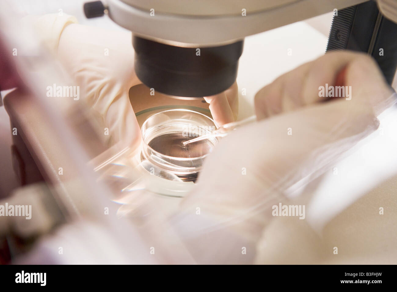Embryologist transferring egg to a special culture media (selective ...