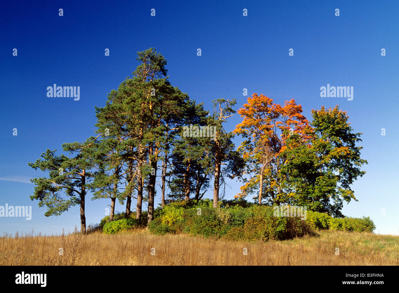 Various coniferous and decidous trees on the top of knoll in autumn ...