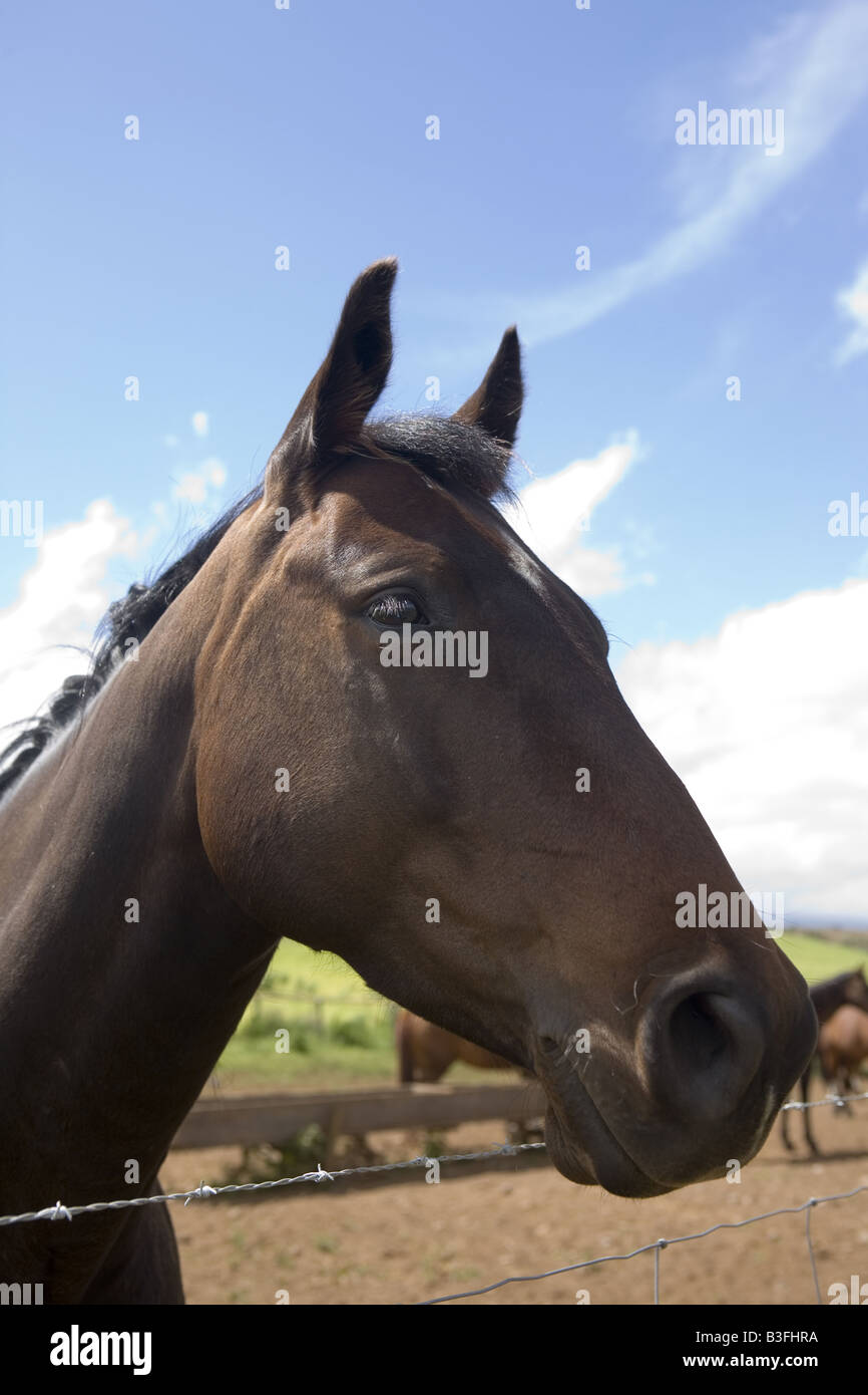 Headshot of Quarterhorse mare Stock Photo - Alamy
