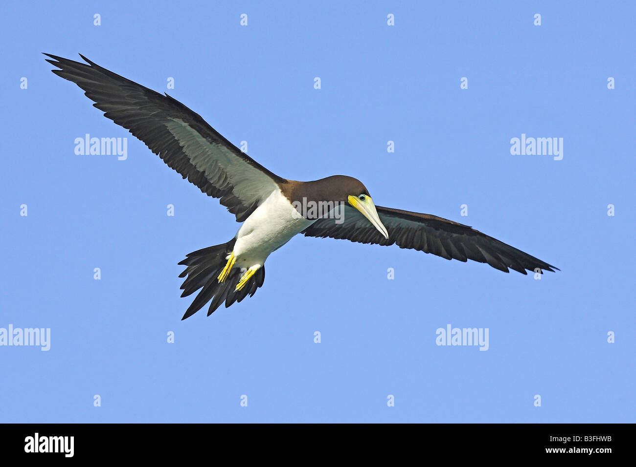 Brown Booby (Sula leucogaster) in flight Stock Photo - Alamy