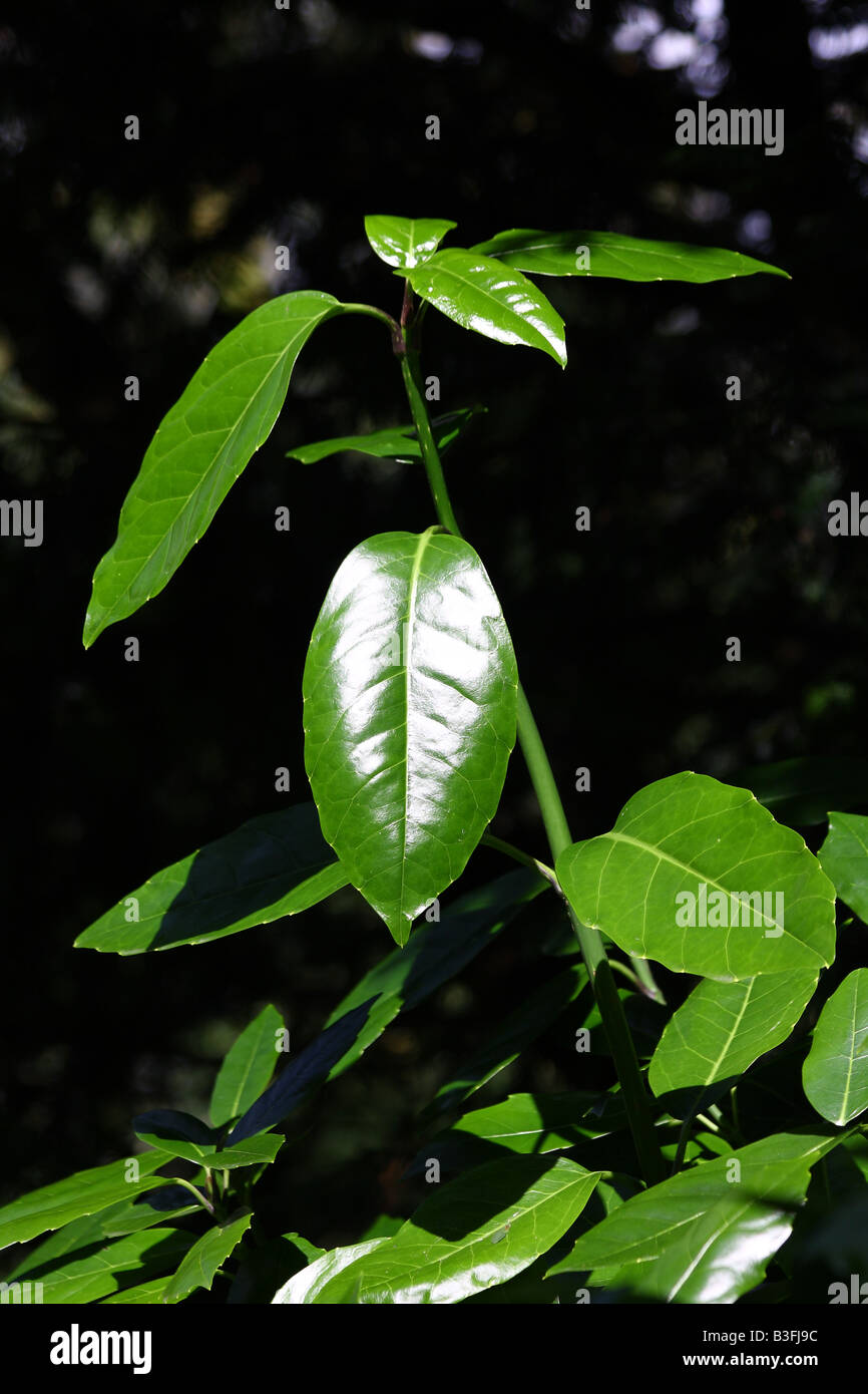 Shade leaf hi-res stock photography and images - Alamy
