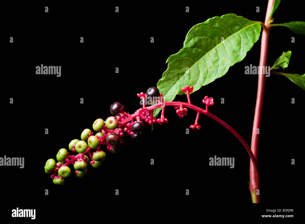 Poke salad purple berries Stock Photo - Alamy