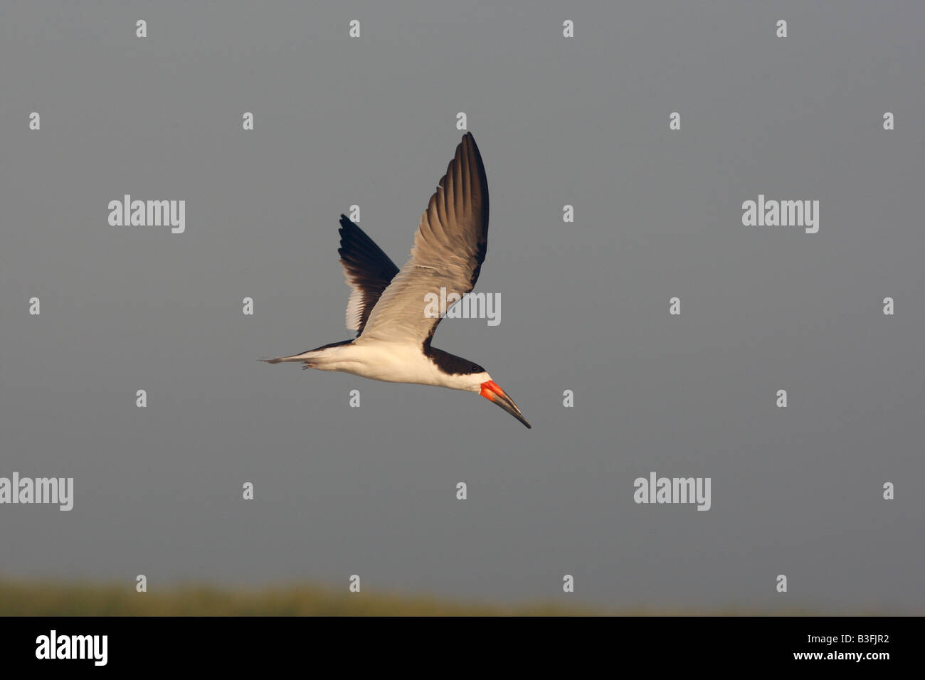 Black skimmer rynchops niger bird hi-res stock photography and images ...