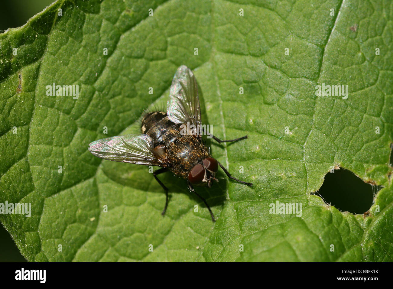 Common house fly Musca domestica Stock Photo - Alamy