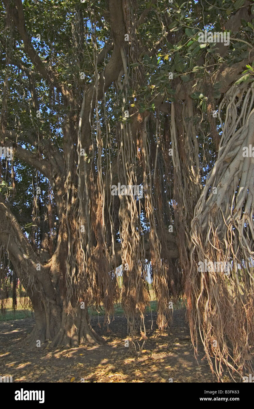 banyan tree stilt roots Stock Photo - Alamy
