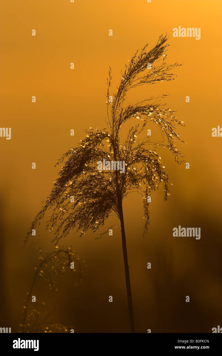 common reed red sunset Stock Photo - Alamy
