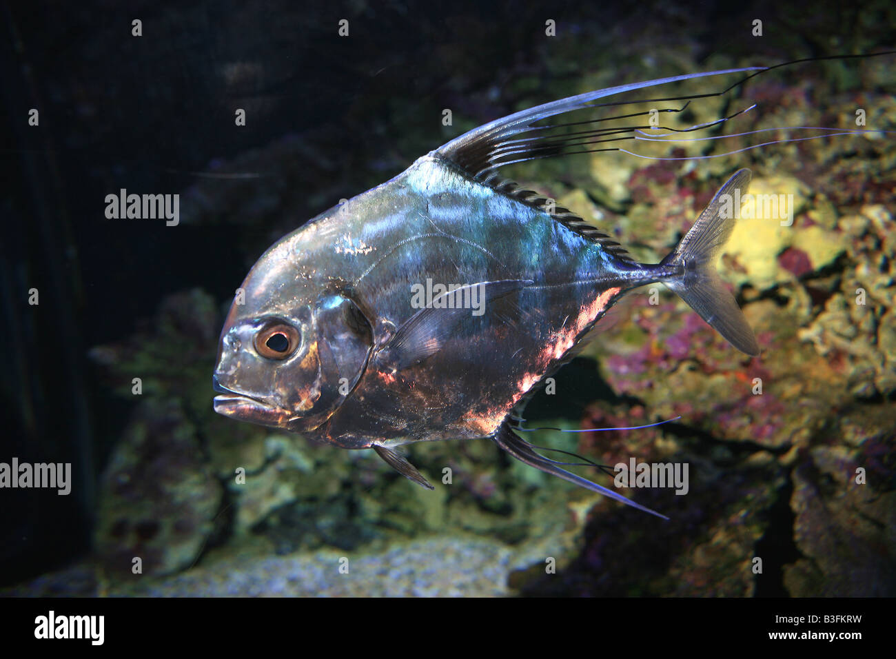 Metallic fish swimming Stock Photo - Alamy